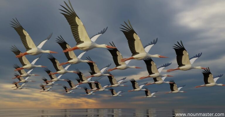 Collective Noun for Storks: You Won’t Believe What It Is!