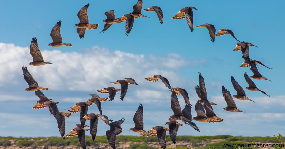 Collective Noun for Falcons: Discover the Majestic Group Name