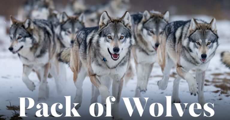 5 Wolves Group Names & Example: Collective Noun for Wolves