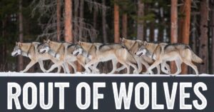 5 Wolves Group Names & Example: Collective Noun for Wolves