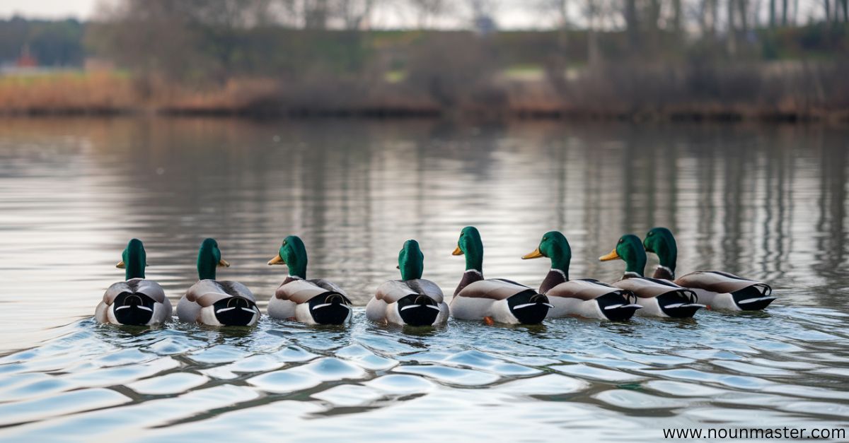 Collective Noun For Ducks: Explore The Rare Group Name