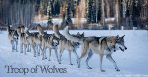 5 Wolves Group Names & Example: Collective Noun for Wolves