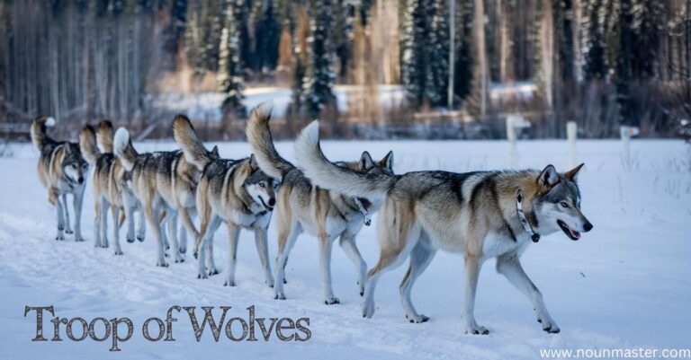 5 Wolves Group Names & Example: Collective Noun for Wolves