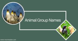 A to Z Collective Noun For Groups Of Animals