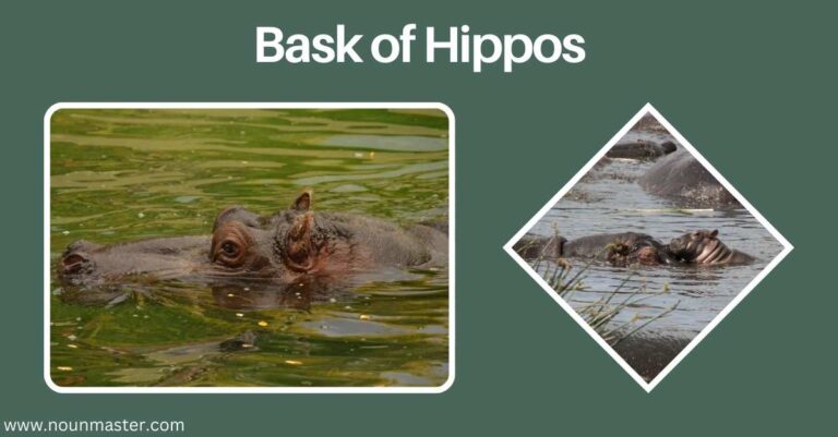 The Collective Noun For A Group Of Hippos Is Called