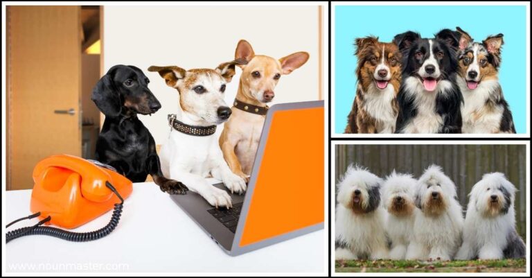 Collective Noun For A Group of Dogs Is Called