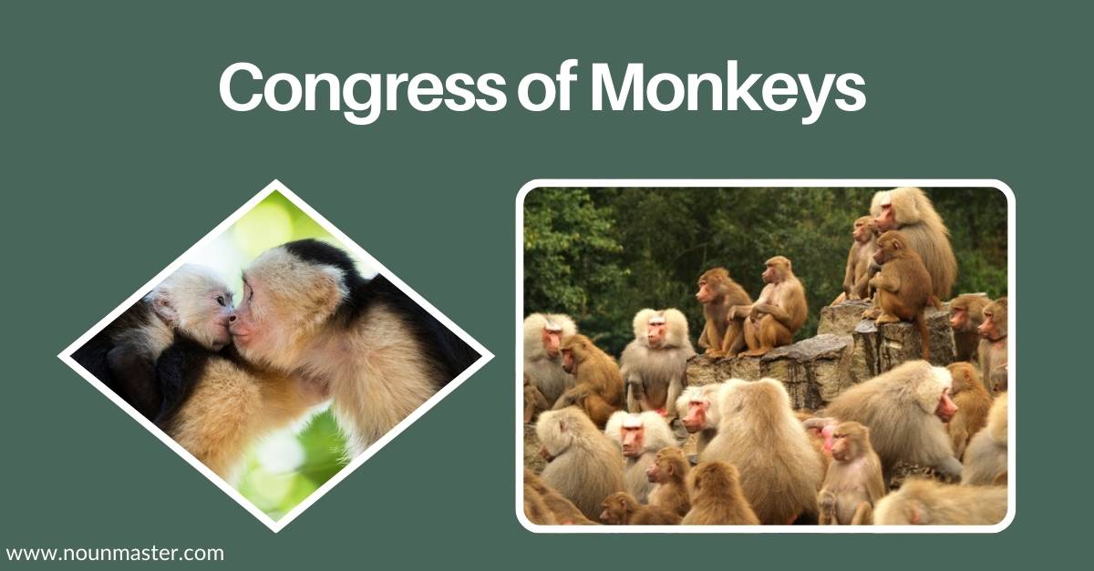 What is the Collective Noun for a Group of Monkeys?