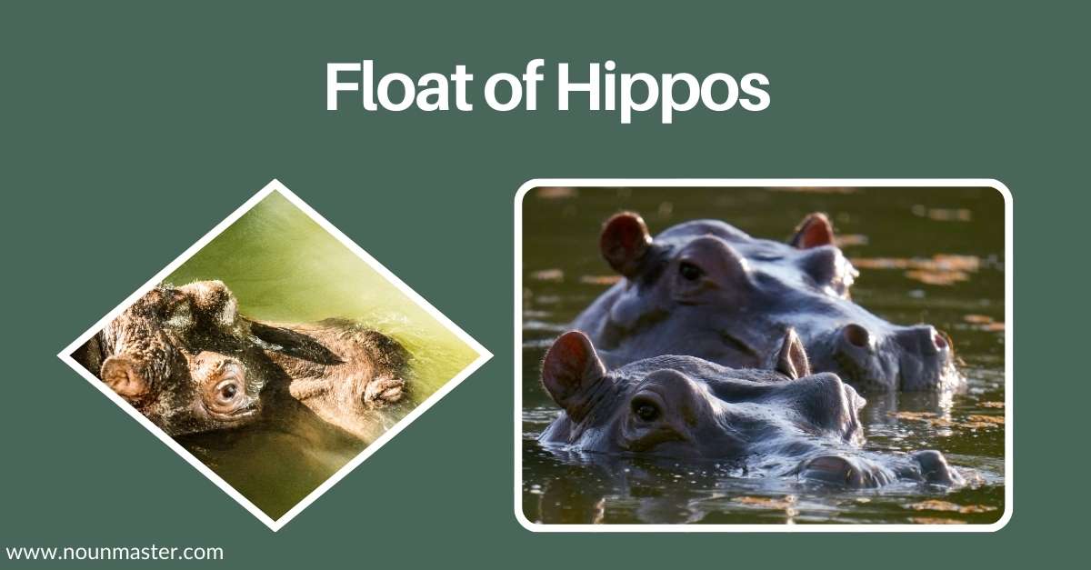 The Collective Noun For A Group Of Hippos Is Called