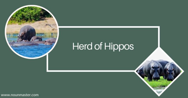 The Collective Noun For A Group Of Hippos Is Called