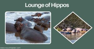 The Collective Noun For A Group Of Hippos Is Called