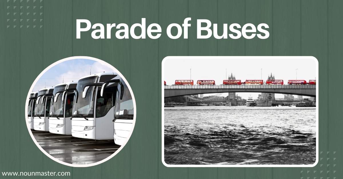What is the Collective Noun for Buses With Examples