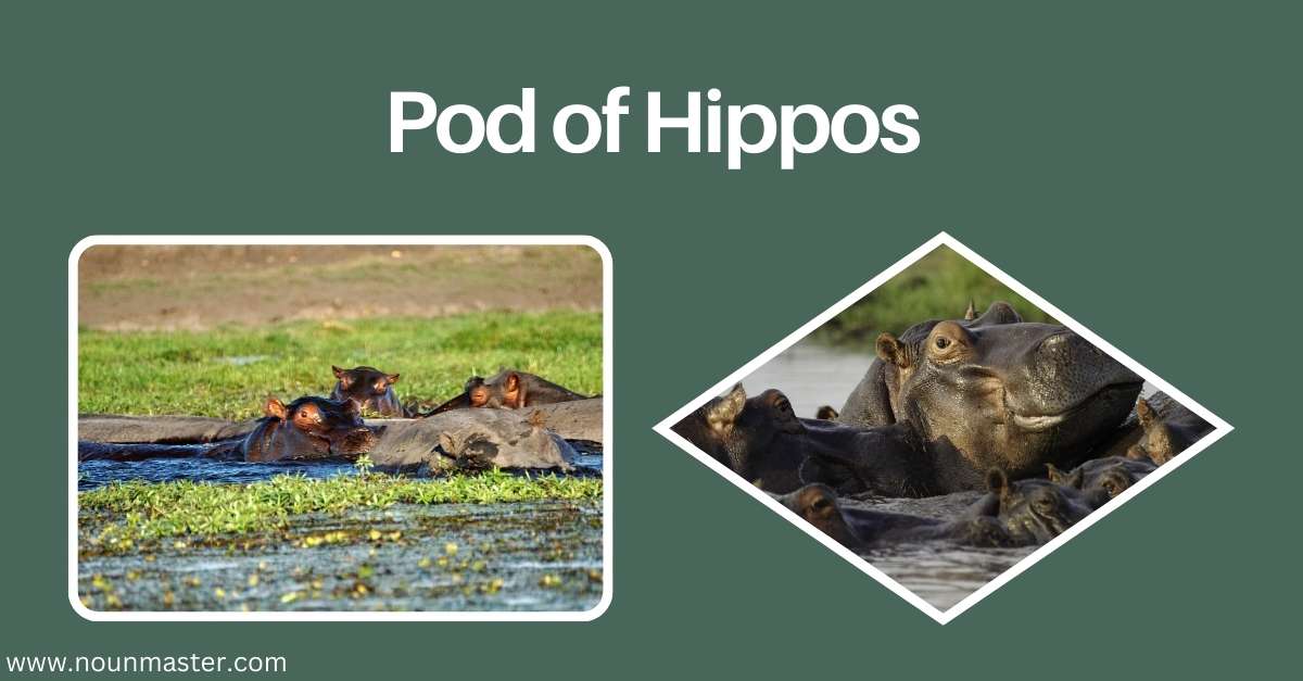 The Collective Noun For A Group Of Hippos Is Called