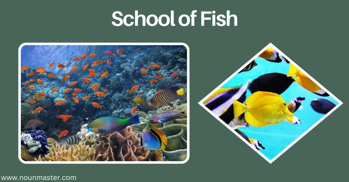 The Collective Noun For A Group Of Fish Is Called
