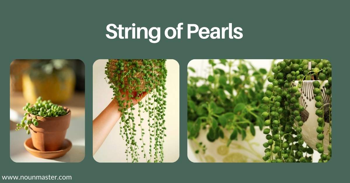 What is the Collective Noun For Pearls? Group of Pearls Is Called