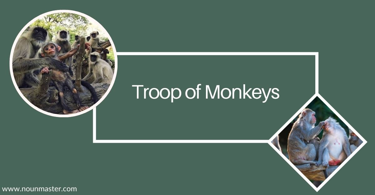 What is the Collective Noun for a Group of Monkeys?
