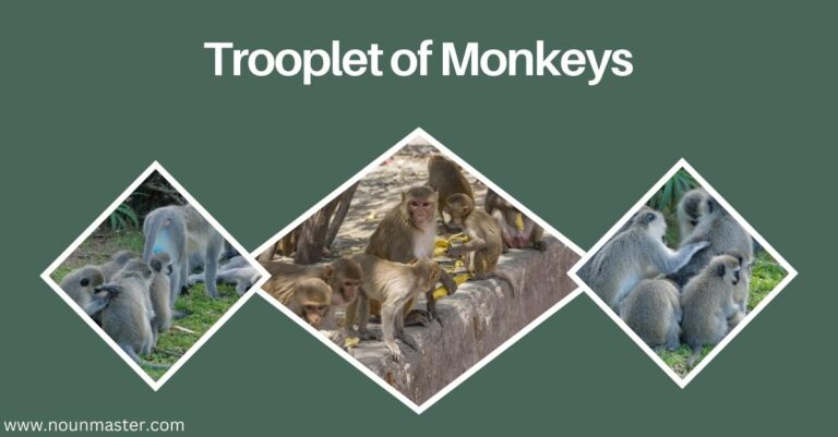 What is the Collective Noun for a Group of Monkeys?