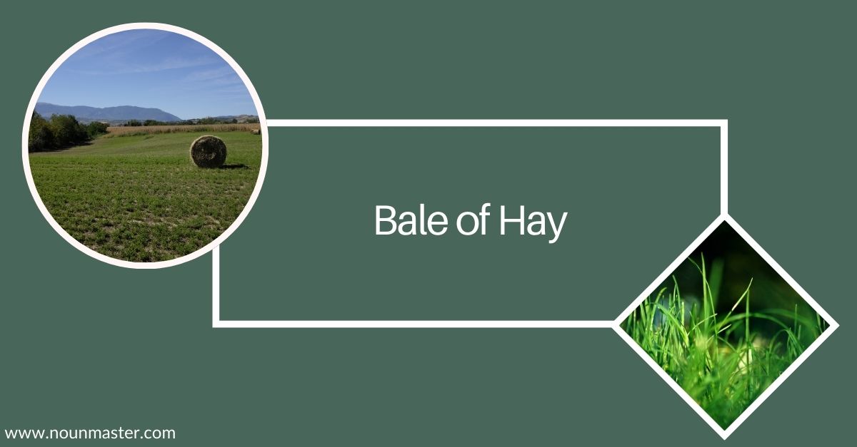 What is the Collective Noun Of Hay?