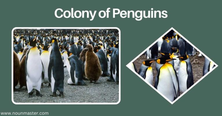 What Is A Group Of Penguins Called?