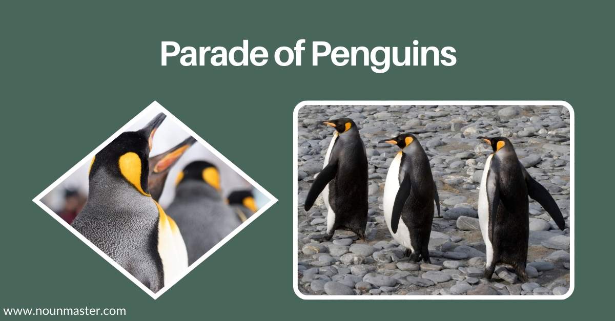 What Is A Group Of Penguins Called?
