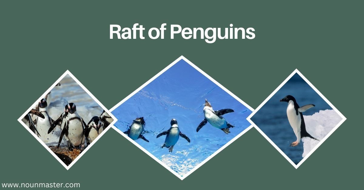What Is A Group Of Penguins Called?