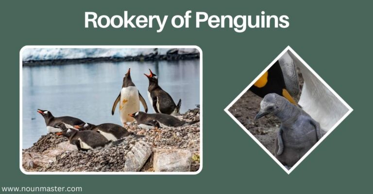 What Is A Group Of Penguins Called?