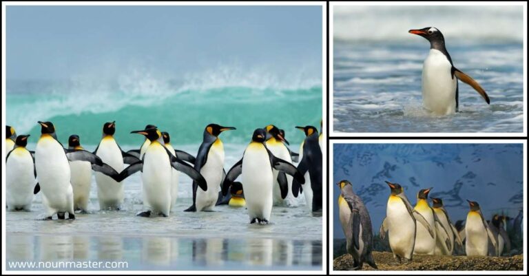 What Is A Group Of Penguins Called?