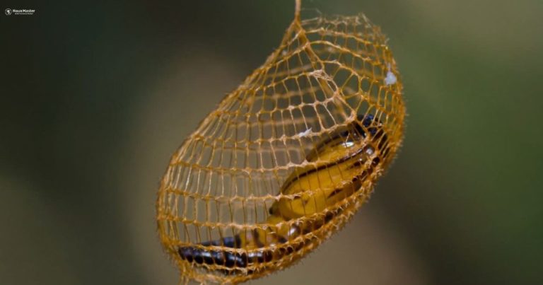 Cacoon or Cocoon: The Correct Term and Its Fascinating Meaning - Noun ...