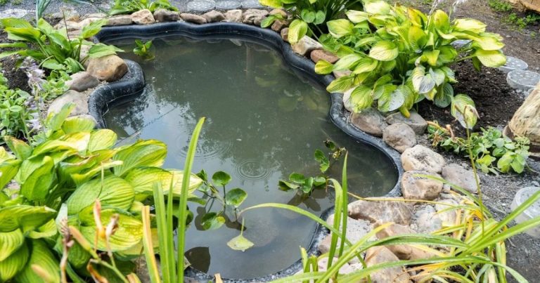 Pond Names: Creative Ideas for Your Tranquil Water Features