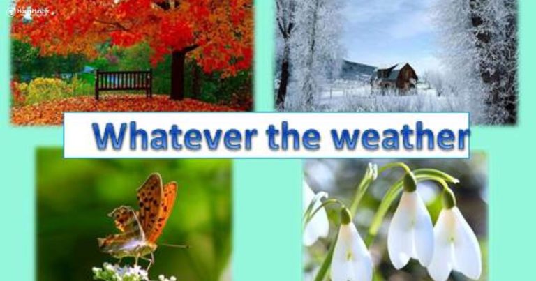 Rather or Whether: Understanding the Difference and Proper Usage